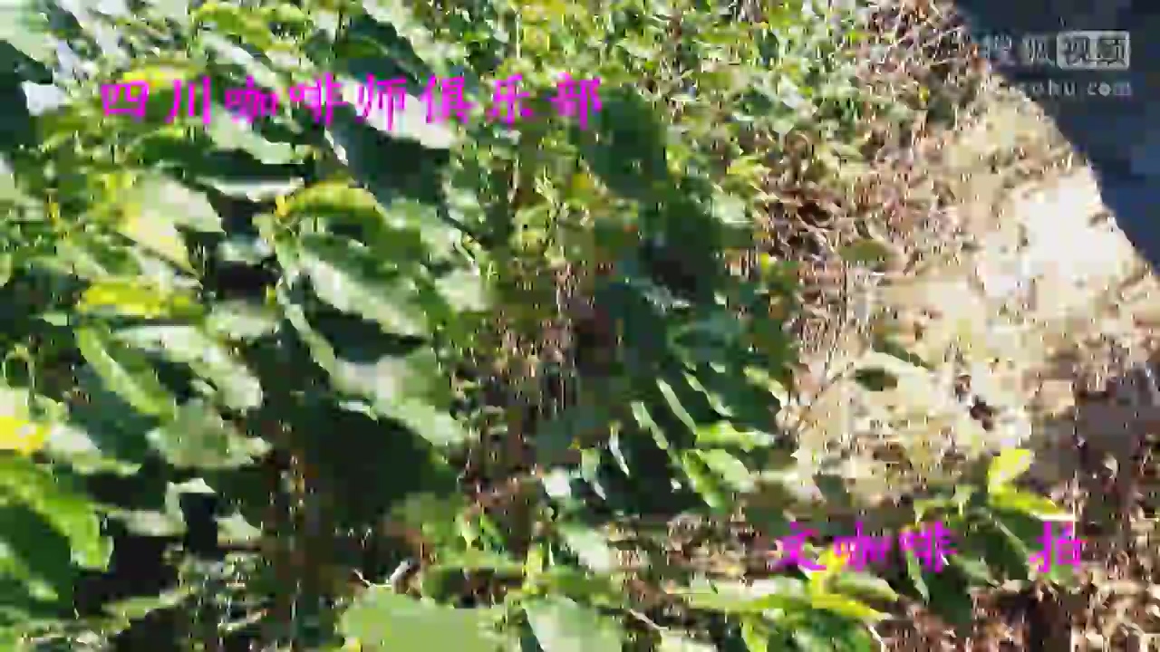 1111(1)保山小粒咖啡豆种植基地,保山咖啡之旅和保山咖啡庄园之旅