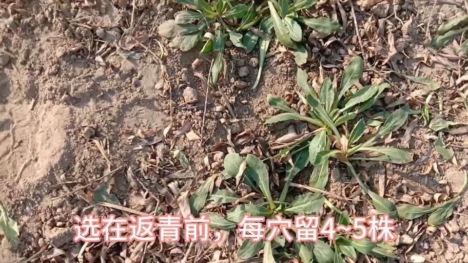 秋播中药红花春季如何田间管理