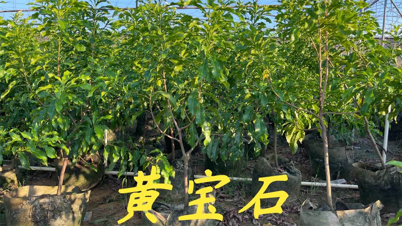 很多网友问老林怎么种的黄晶果现在都没开花,今天给大家分析一下