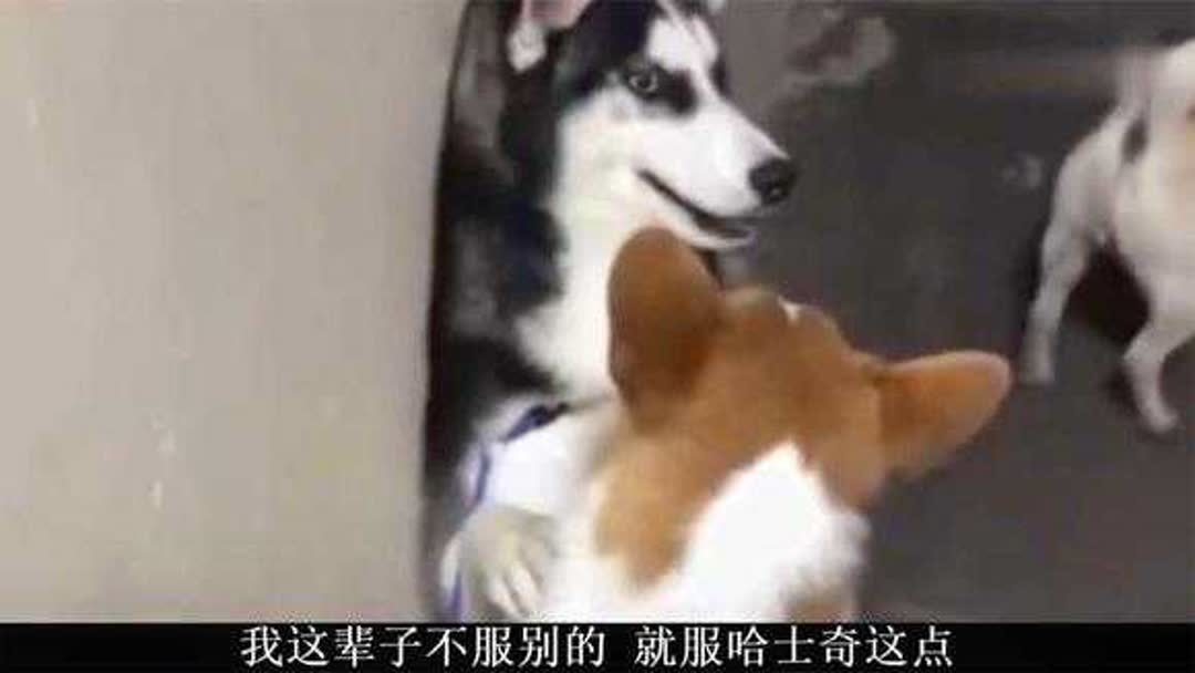 搞笑视频:我都跟你说了,咱家羽绒服你不信你看到没有你看到没有