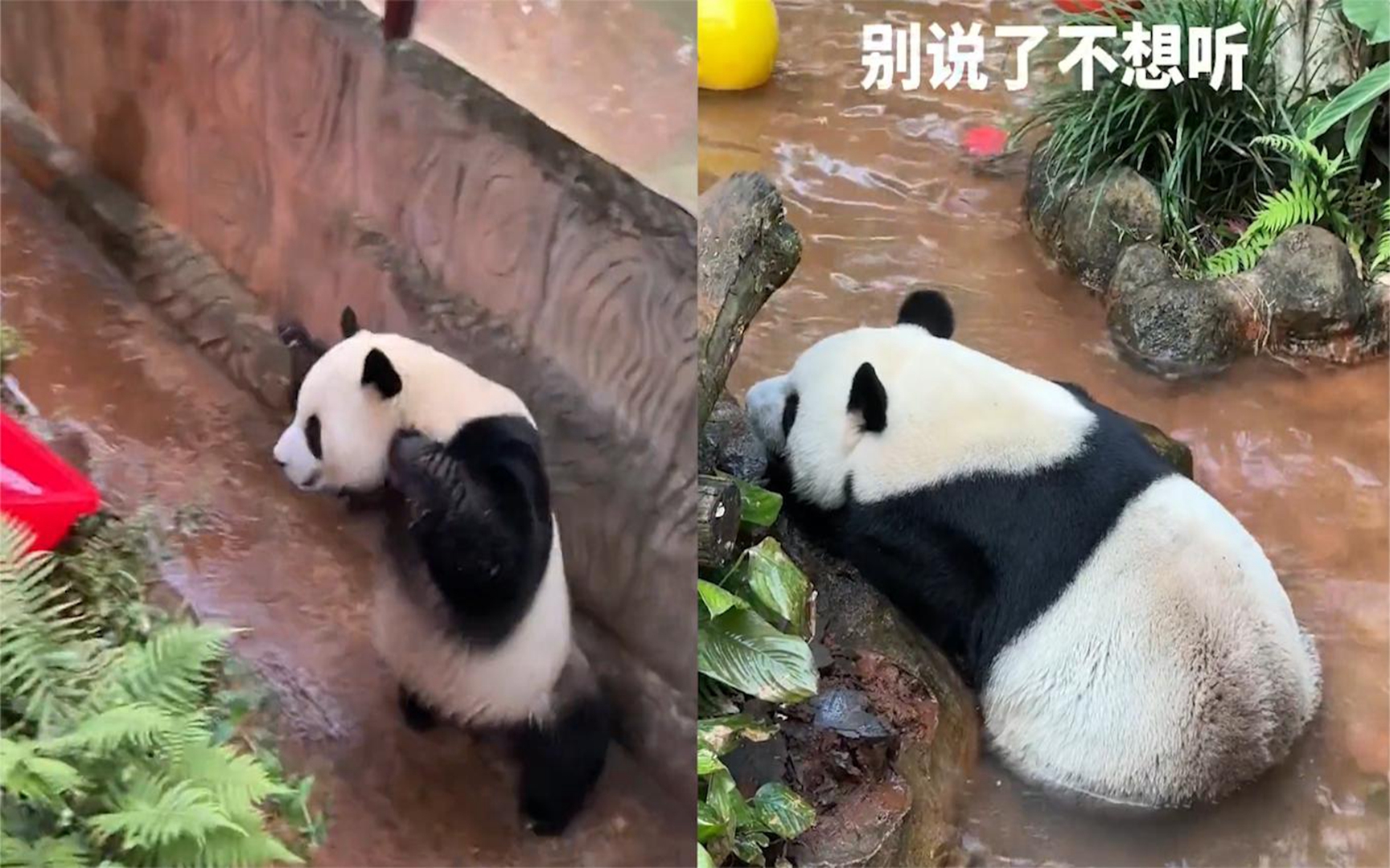 玩具船被拿走大熊猫舜舜生闷气!饲养员哄也没用,疯狂往竹林撒气