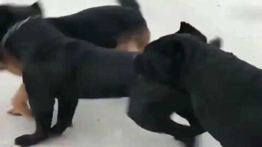 德牧刚到农村就被3只卡斯罗犬群殴,这是什么局?