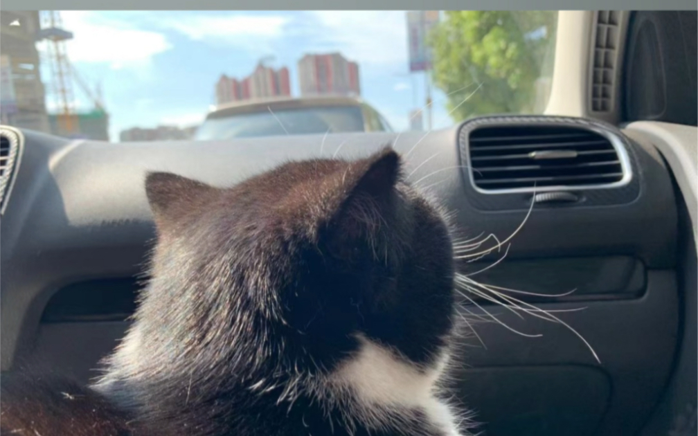 iPhone相册自己推荐生成的我家猫猫的“回忆视频”