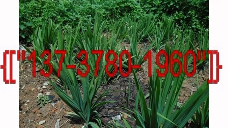 中药材白芨白芨的美容功效_白芨价格_白芨种植_白芨种植技术_白芨...