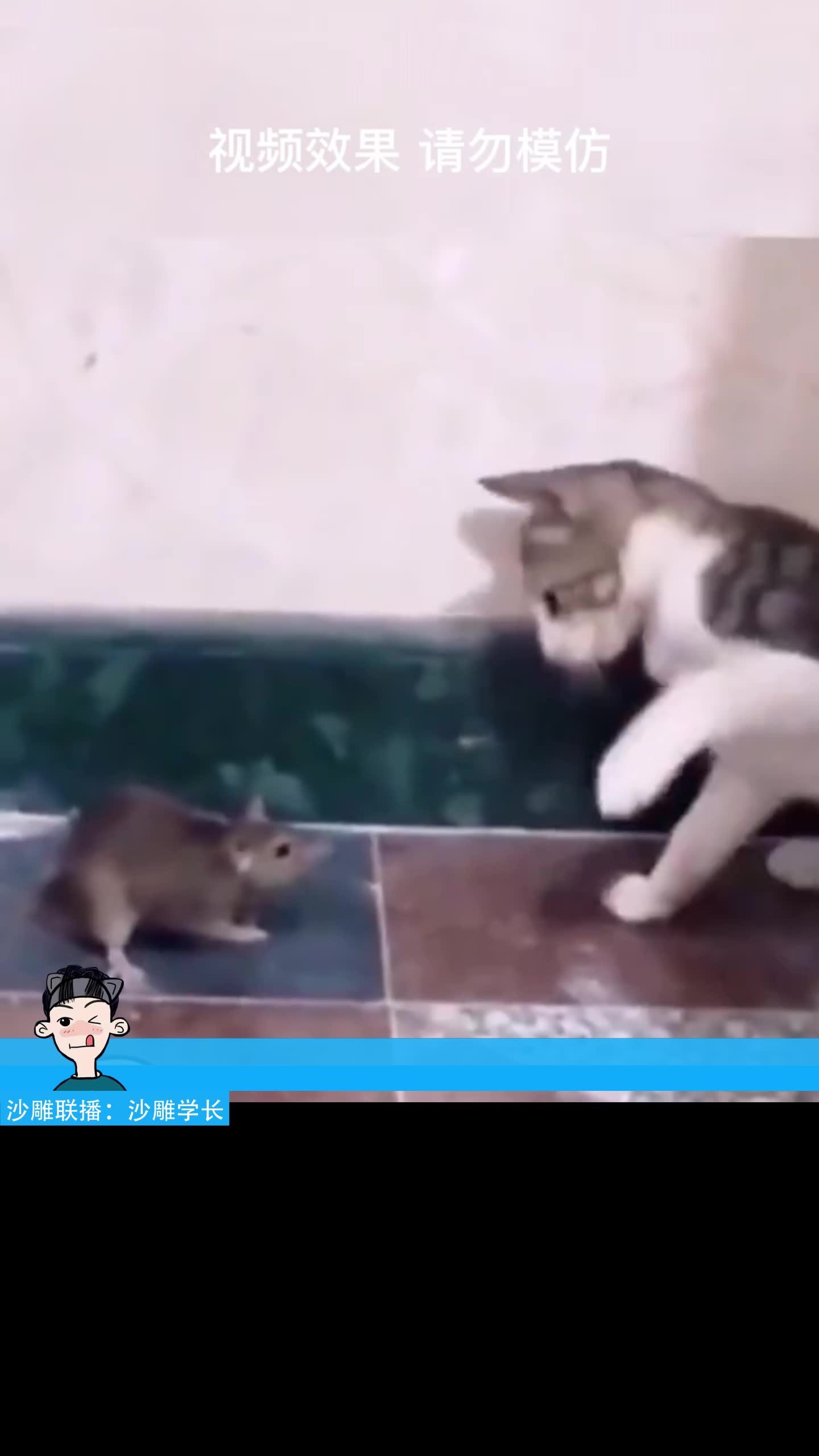 原来猫咪是这样捉老鼠的