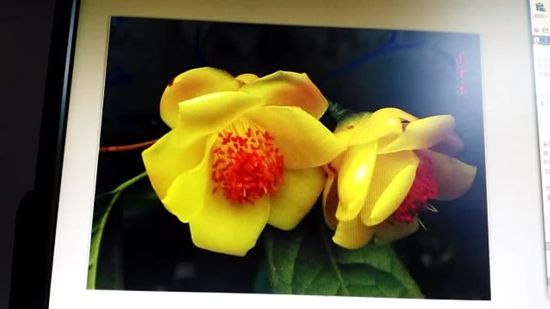岜马源金花茶你是十万大山引以为傲的孩子