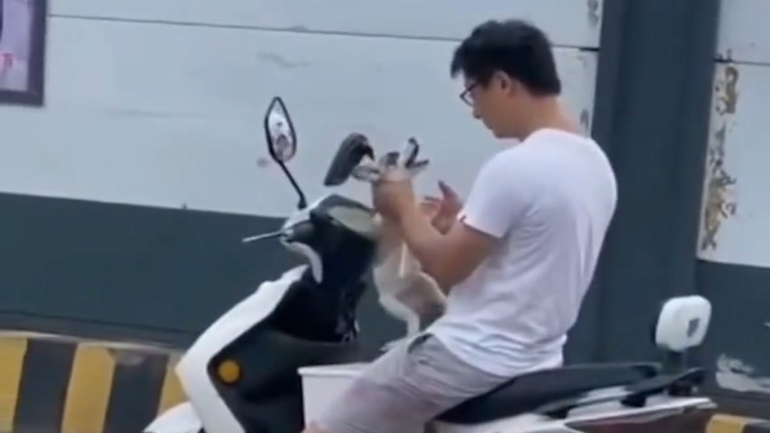 南昌一男子当街残忍虐狗:小狗哀叫仍不停手
