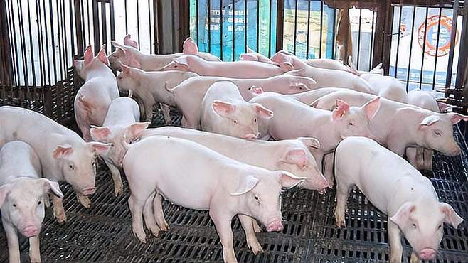 养猪的料肉比一般是多少?养猪料肉比怎么计算?养猪人快学习