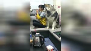 两个可爱的狗宝宝是你的过客,但你却是它们的一生