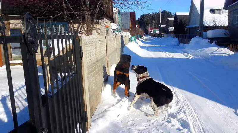 两只大狗隔着围墙吵架,声音一个比一个大声,跟个“泼妇”一样