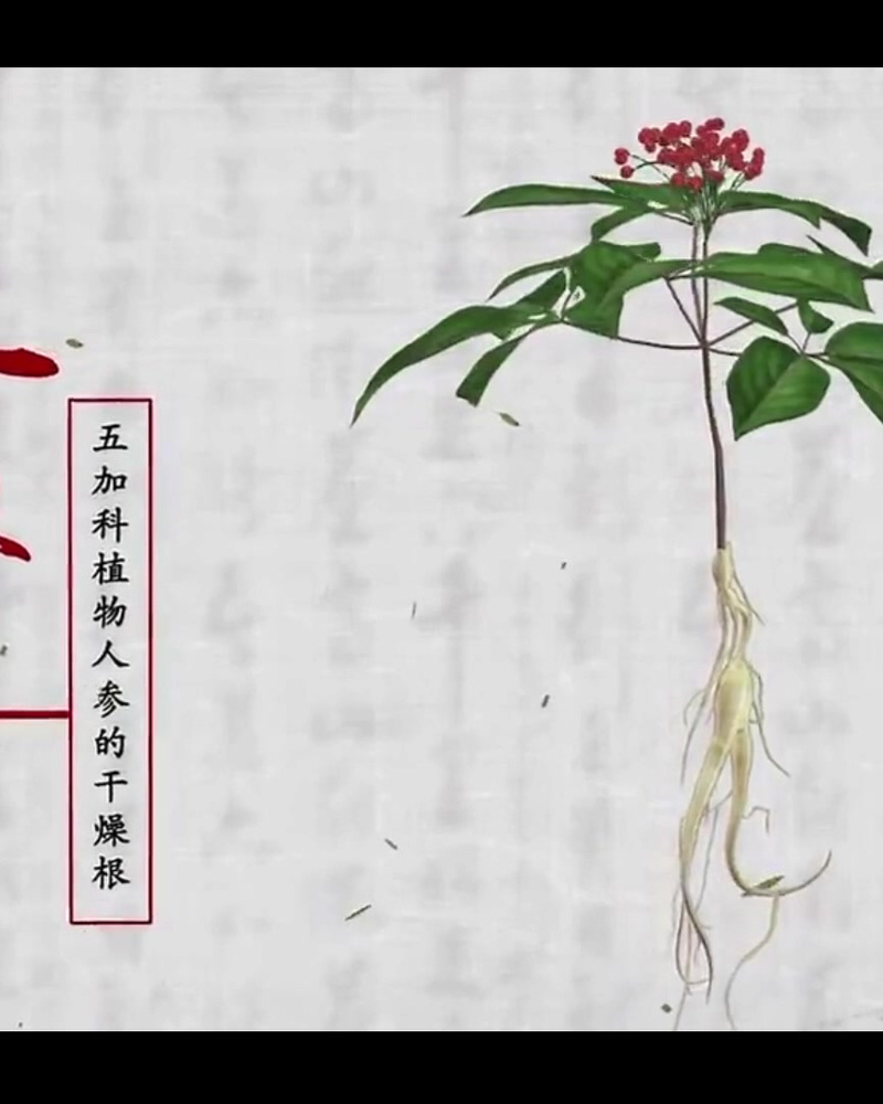 [人参]与[阿胶]简介