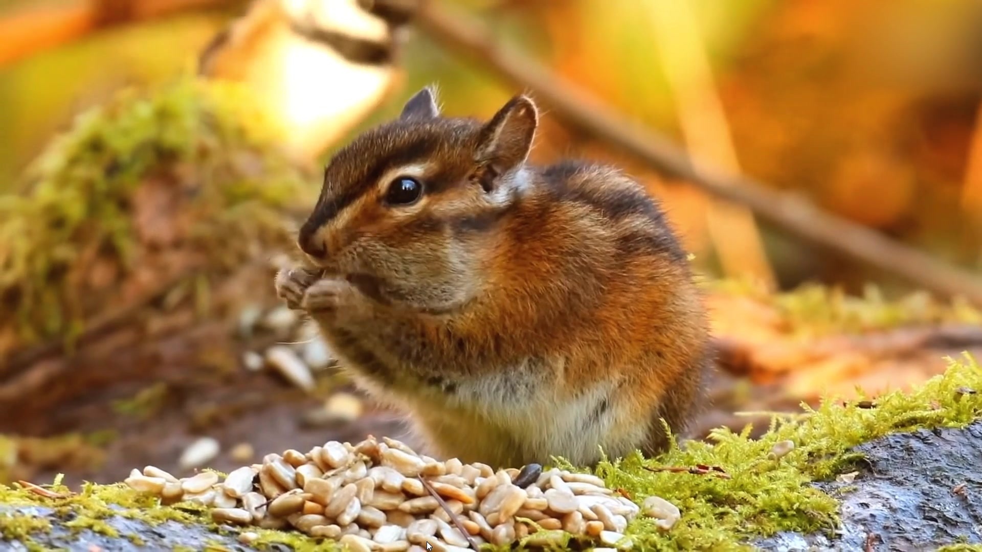 森林里的松鼠和小鸟