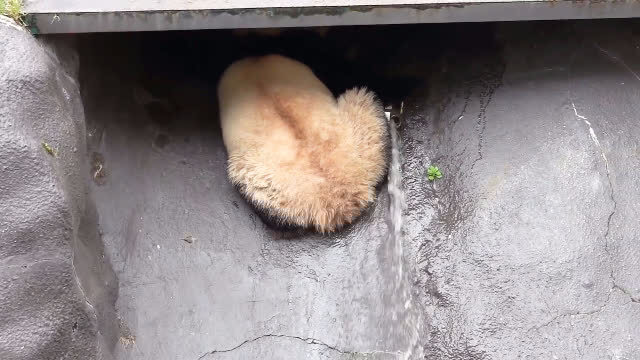 被送给外国的大熊猫,一不小心犯错后,表现太令人心疼了