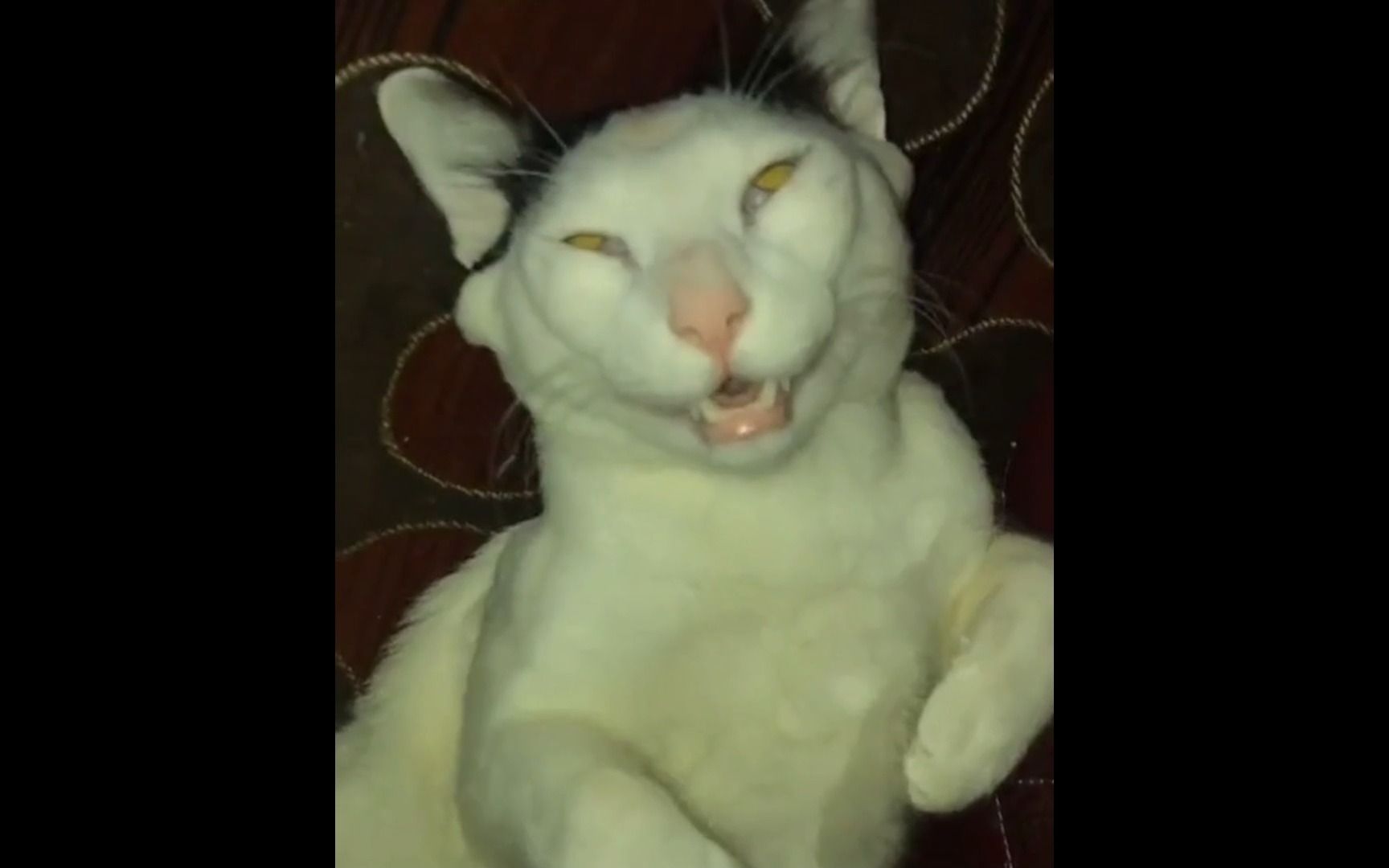 《怎样告诉你你的猫正在计划杀死你》