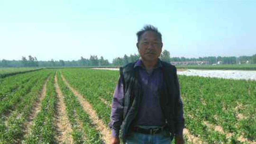 中药材白术苗期管理技术要点,方法简单易掌握,值得收藏