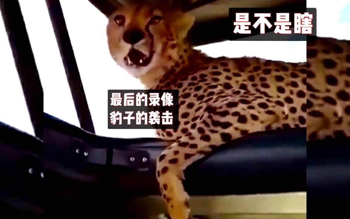 搞笑配音 -人类勇斗吸血鬼蚊子,史诗级大战