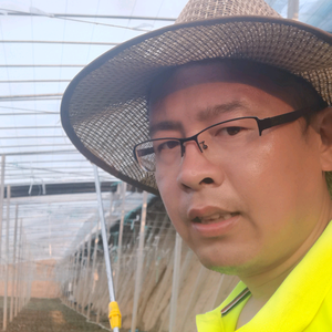 寿光蔬菜种植宫汶 