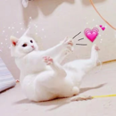 喵宁酱- 