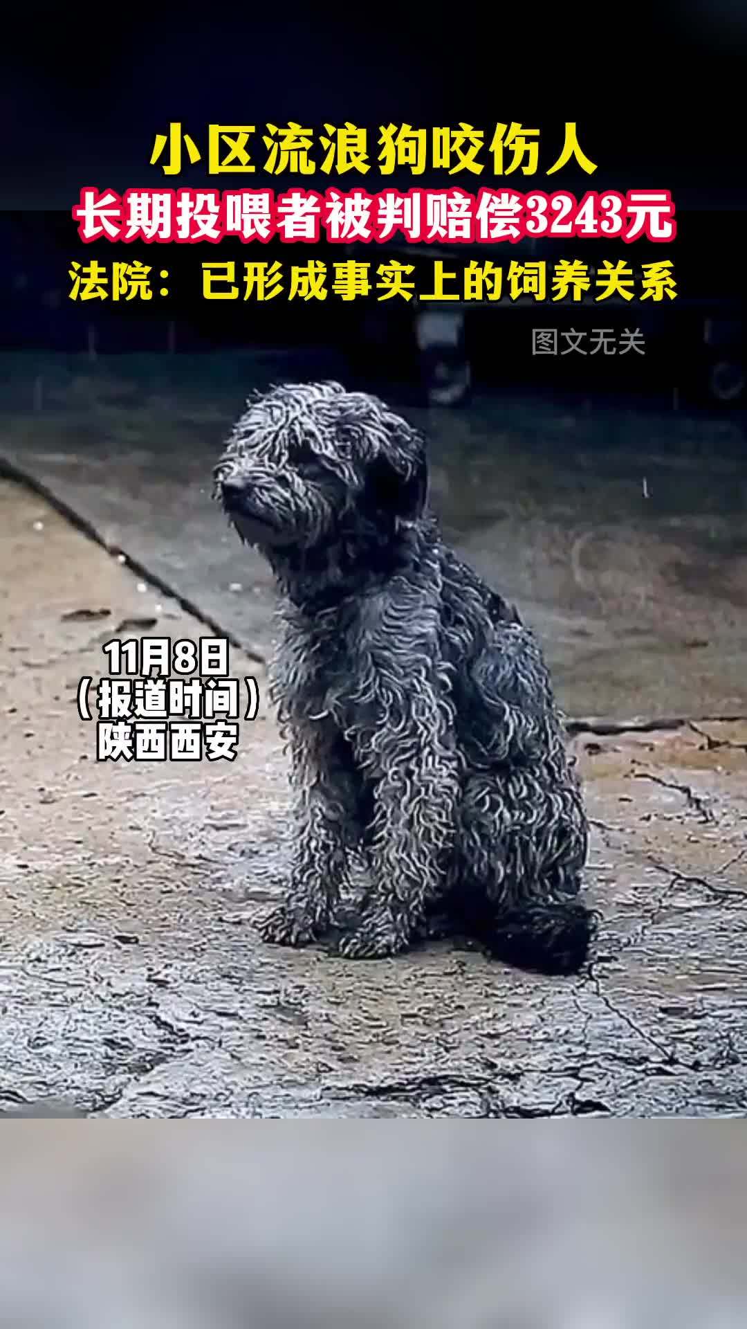 小区流浪狗咬伤人,长期投喂者被判赔偿3243元