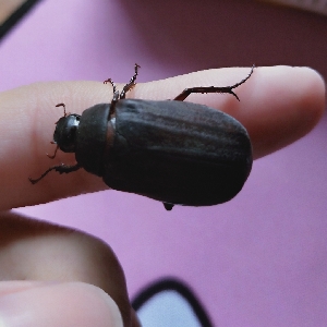 妄想山海池浅yo 