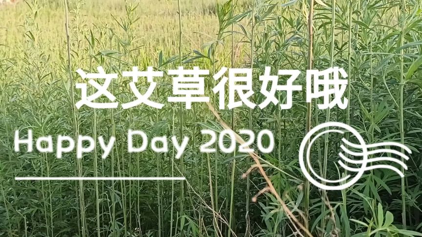这艾草不错,弄些回家泡泡脚