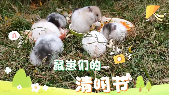 仓鼠怎样才能跟主人培养感情,看看主人是如何跟仓鼠过清明节