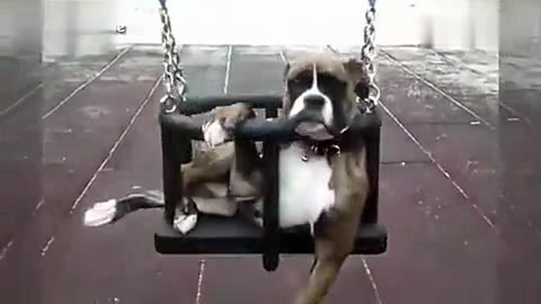 一看就不是正经汪 看那享受的表情!