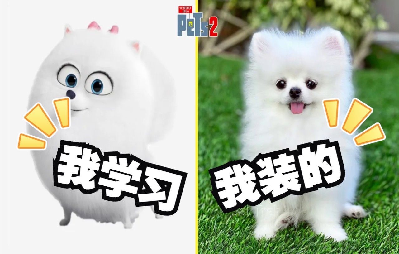 动画片里那些动物的原型——爱宠大机密