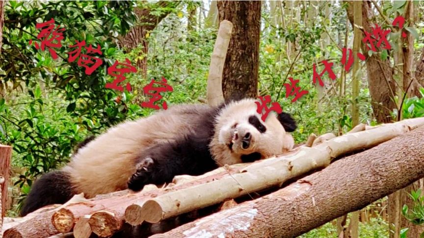 去成都熊猫基地看大熊猫,大家知道刚出生的熊猫宝宝是什么样的么