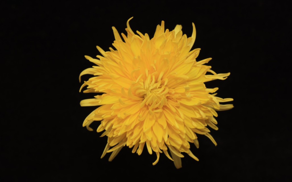 魅力中草药每日一药之菊花