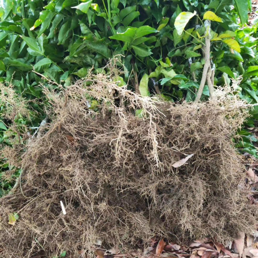 黑黄皮苗圃种植 