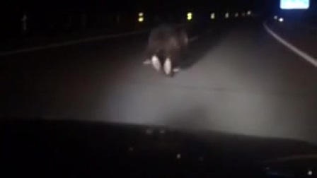 长白山: 不会吧, 这么的大熊在公路上奔跑, 谁能让它安全回家?