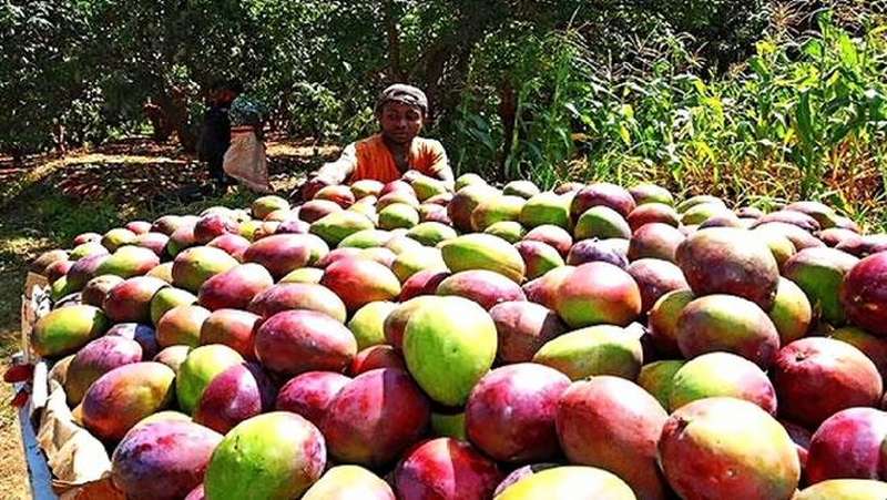原来我们平时吃的芒果是这样种植和收获的,芒果种植加工全过程!