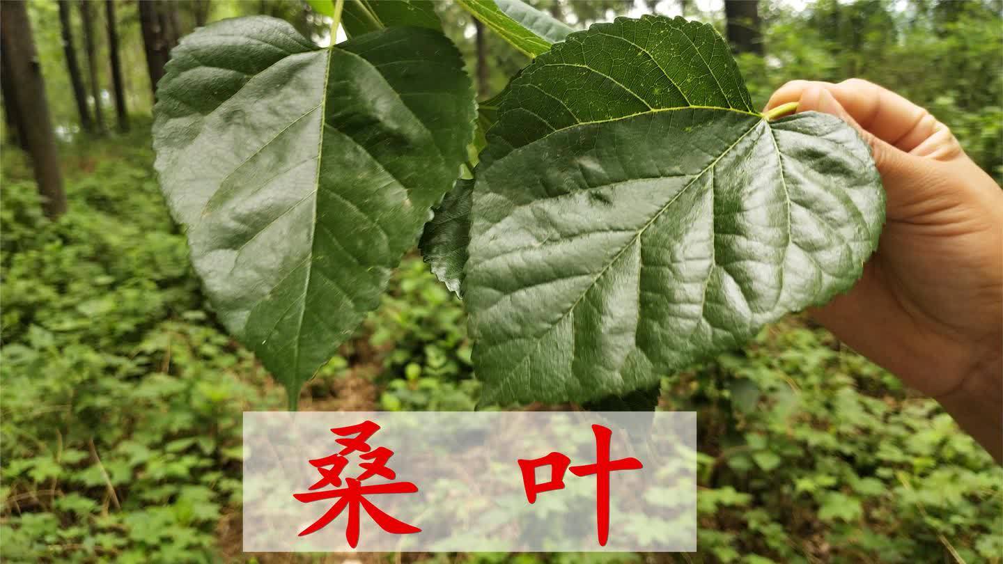 农村常见的桑叶,可以煮水,还有这5种吃法,真是高手在民间!