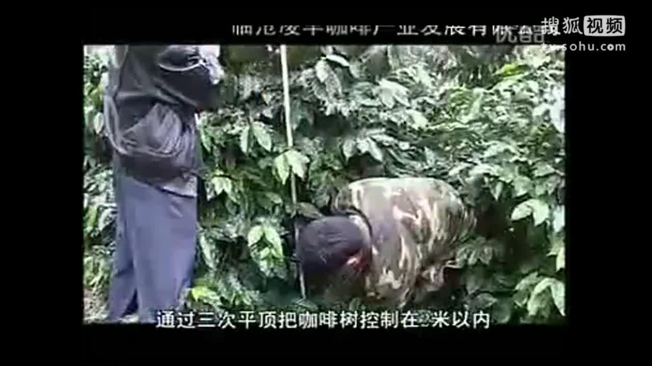 云南咖啡种植技术视频-在线收看
