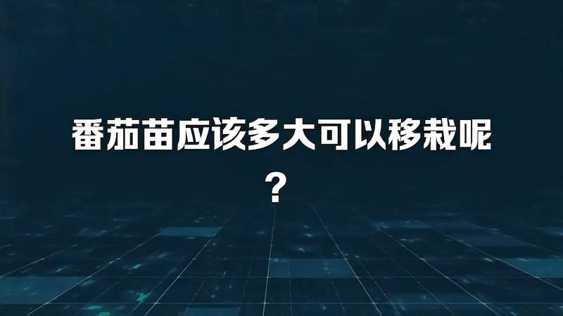 番茄苗应该多大可以移栽呢?