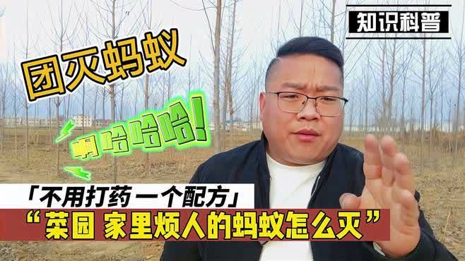 菜园、家里烦人的蚂蚁怎么灭,还传播病菌,一个配方,团灭蚂蚁