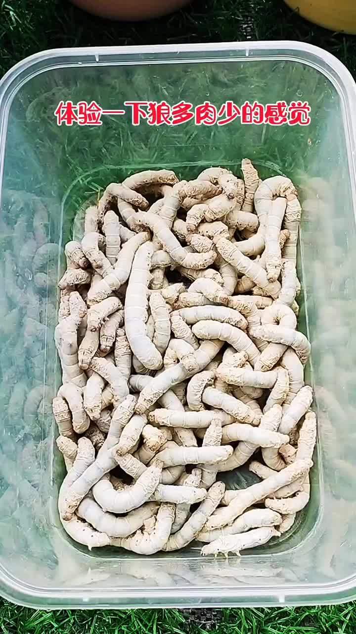 体验一下狼多肉少的感觉!蚕宝宝成长记