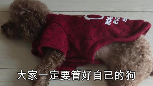 急!急!急!狗狗得这种病了,谁知道怎么治?在线等!