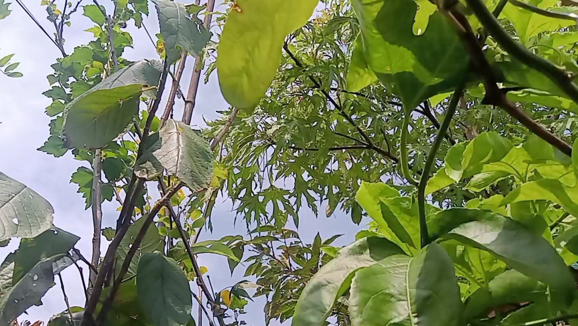 【猫咪愛上園藝 】bilibili•秋❤关于盆栽樱花树苗种植的技巧分享。
