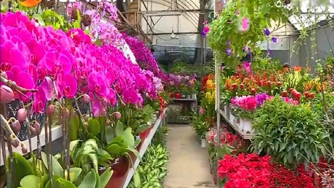 春节倒计时!泉州:年货登场,年味渐浓,您家买年货了吗?