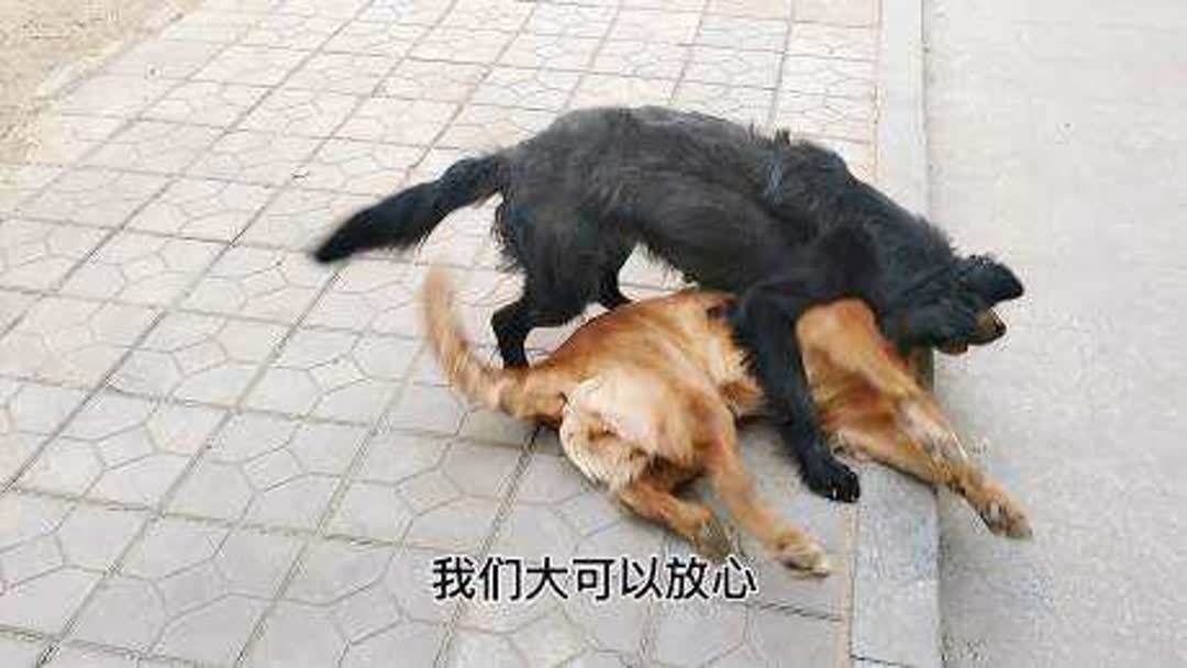 狗狗为什么要互相撕咬?幼犬撕咬主人该怎么办?请听解释