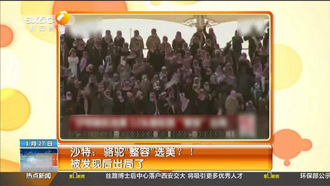 沙特:骆驼“整容”选美?!