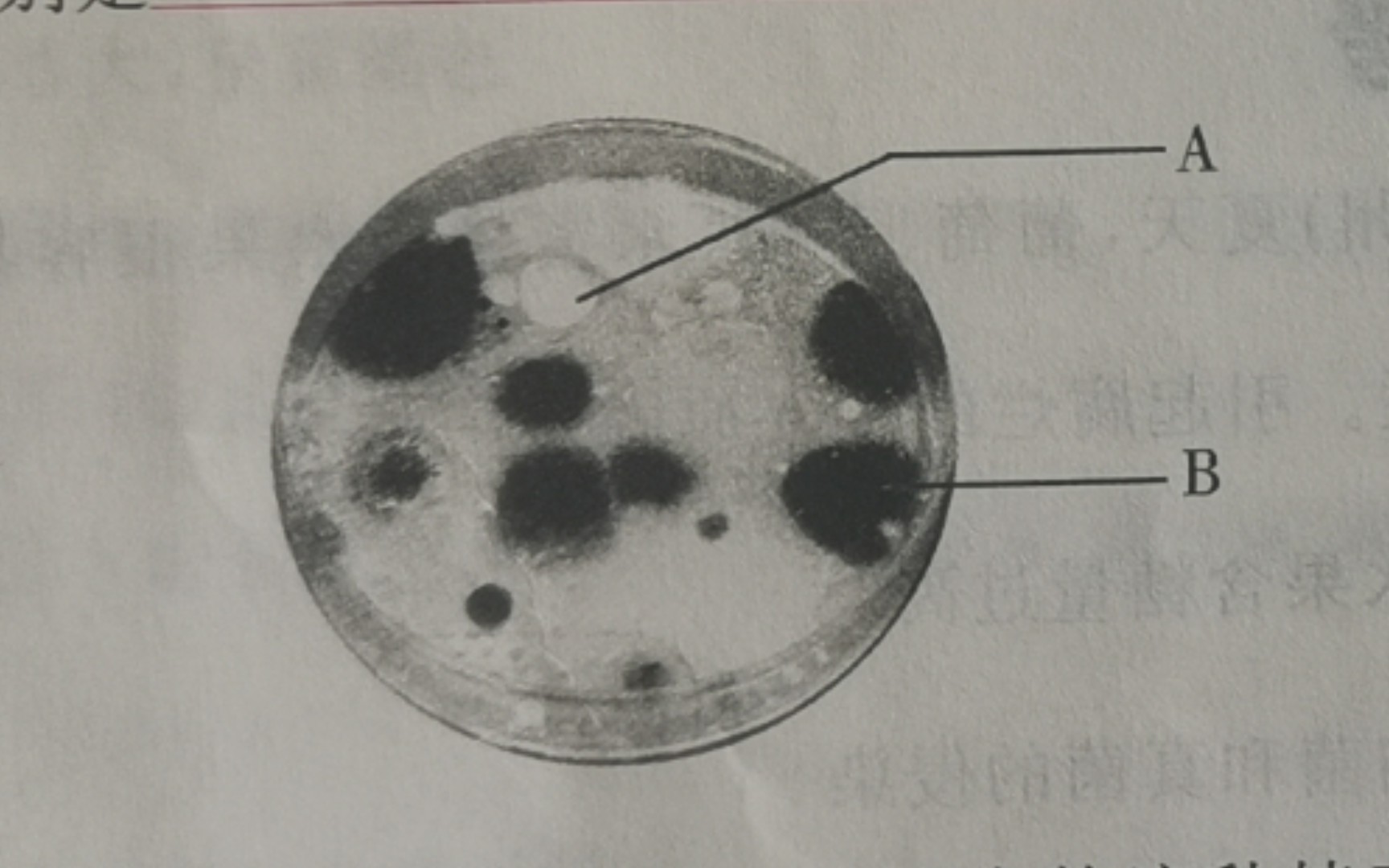 如何区分细菌 真菌 菌落//酵母菌 分解 葡萄糖的探究分析(人教版初中...