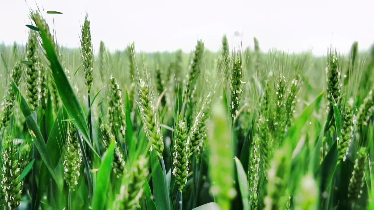 小满的来历和习俗#传统二十四节气#小满#小满的来历和习俗