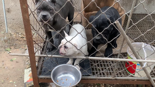 斗牛犬打架好厉害,挑战卡斯罗,一番较量后究竟谁能获胜?