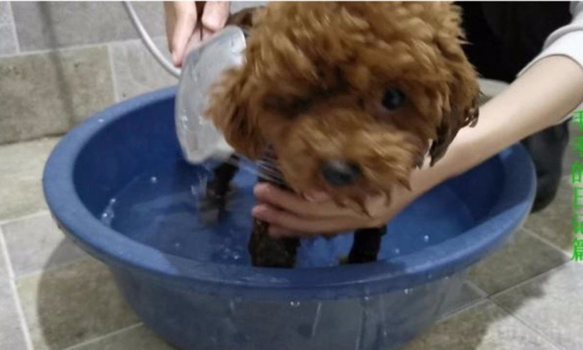 如何给狗狗洗澡,用大盆做浴缸,一个人在家也能轻松搞定