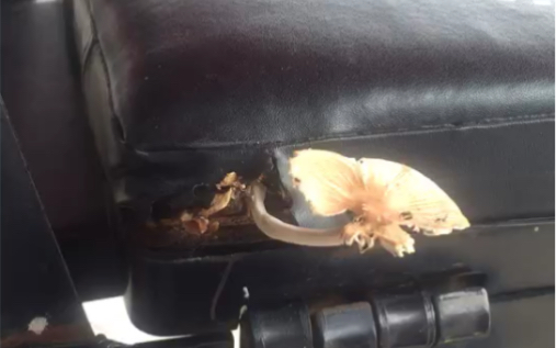 电动车坐垫海绵长蘑菇