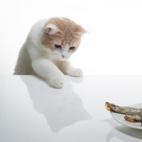 前路荆棘不言弃 