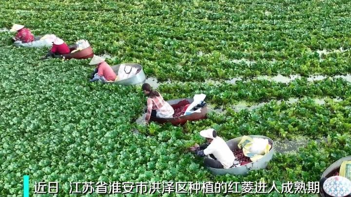 江苏洪泽:发展水生经济作物 助力农民增收致富